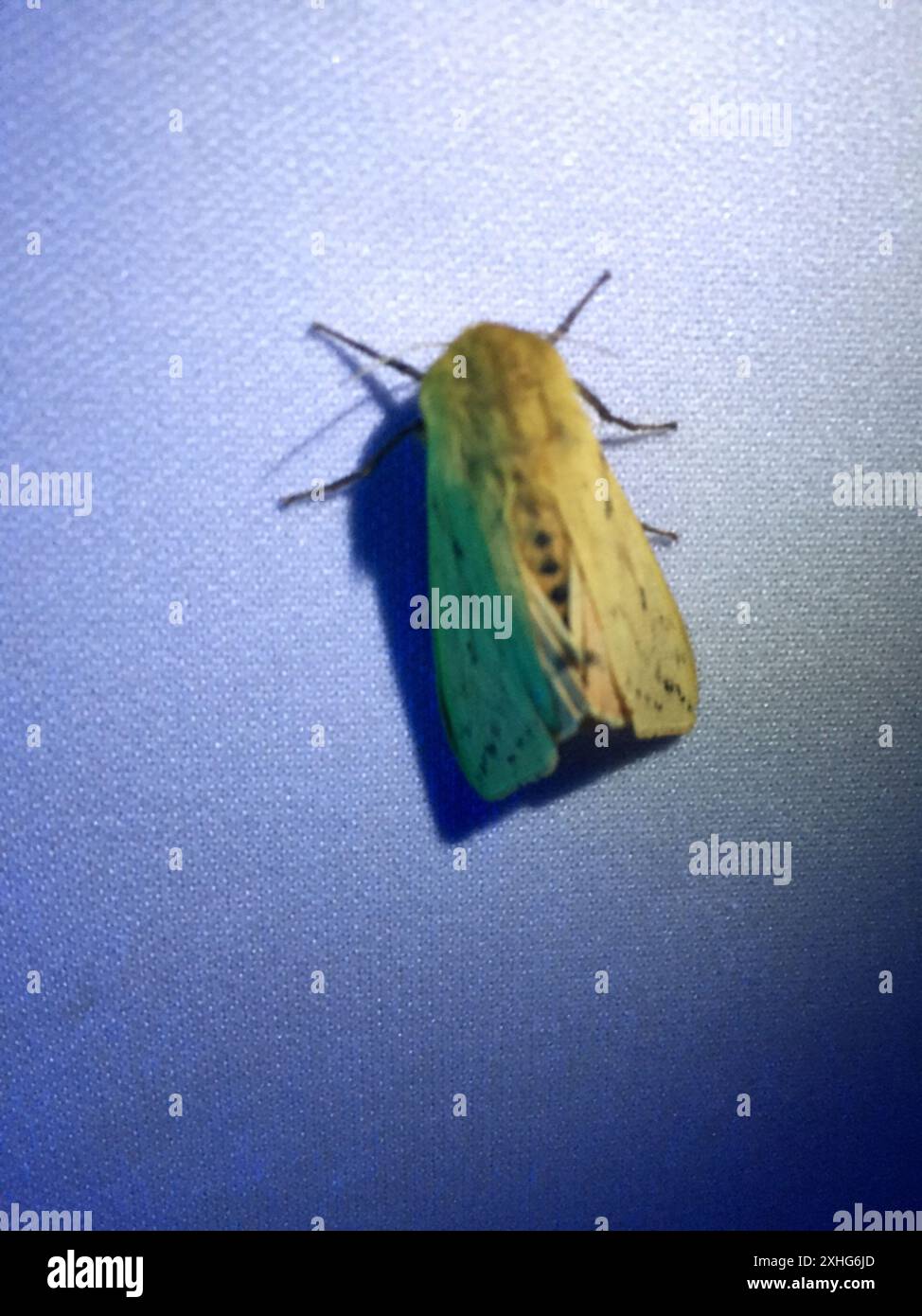 Isabella tiger moth hi-res stock photography and images - Alamy