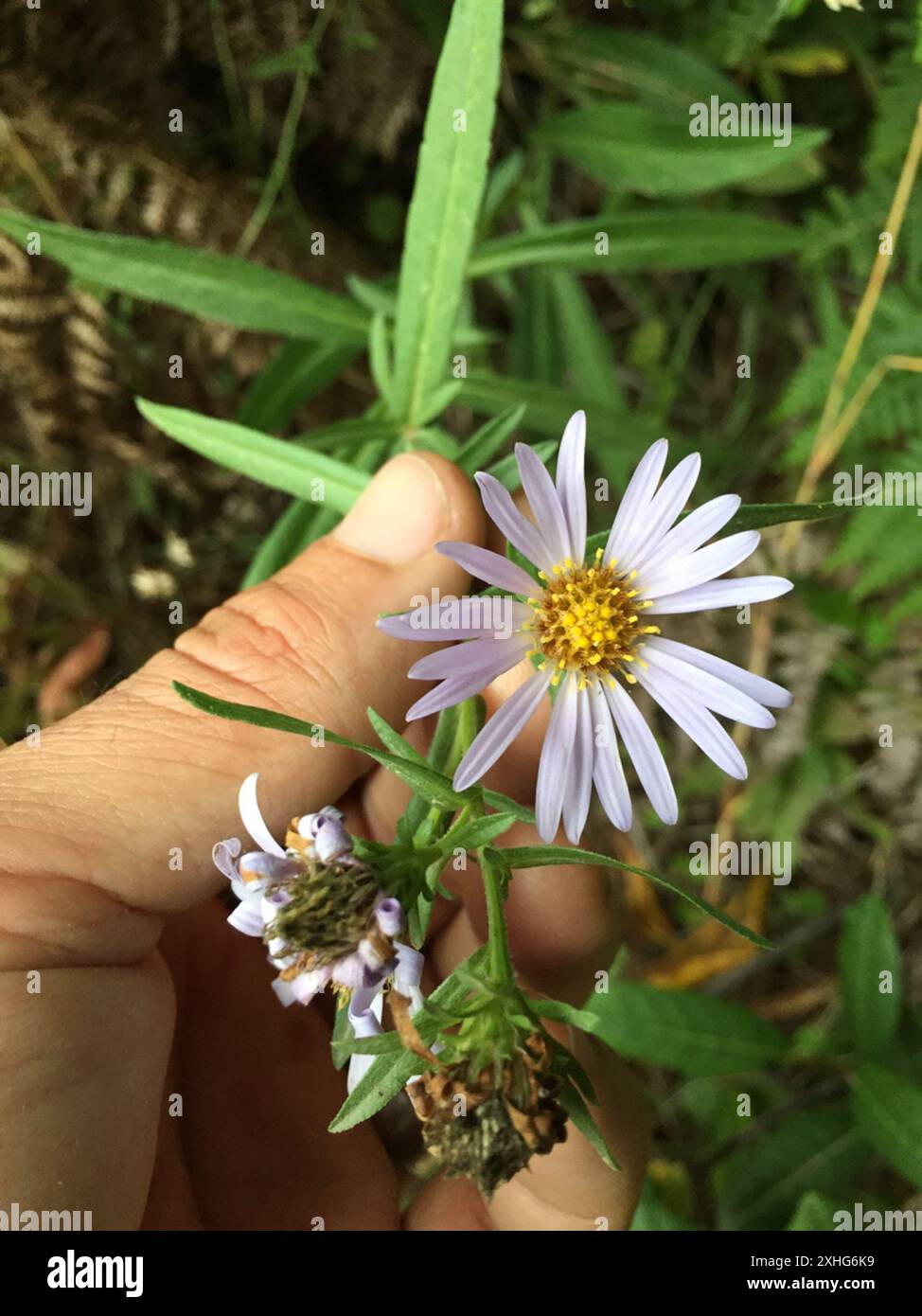 Pacific Aster (Symphyotrichum chilense Stock Photo - Alamy