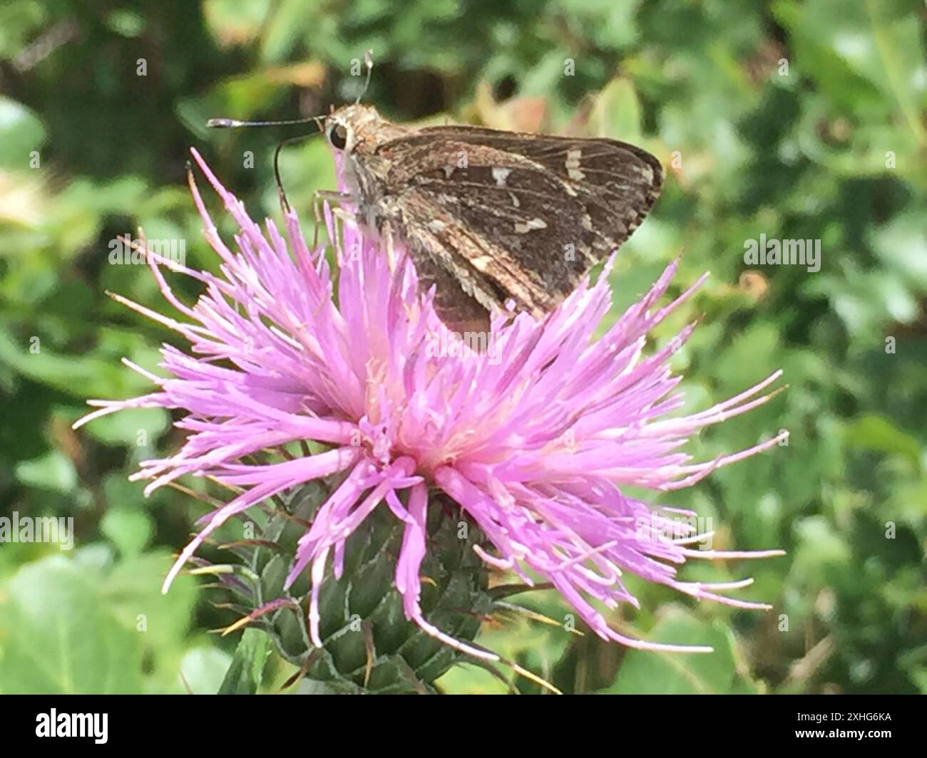 Python Skipper (Atrytonopsis python Stock Photo - Alamy
