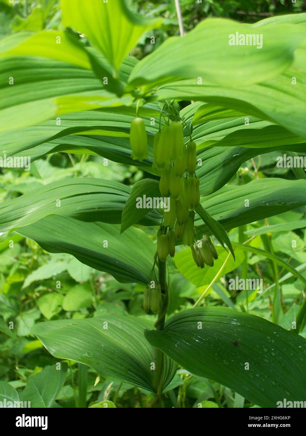 giant Solomon's seal (Polygonatum biflorum commutatum Stock Photo - Alamy