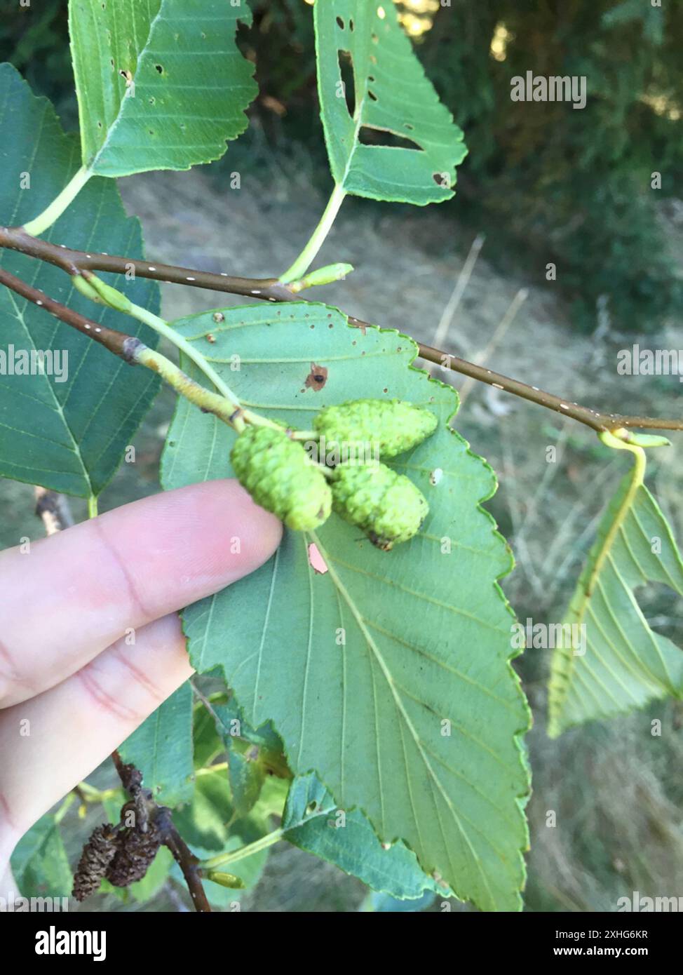 Red Alder (Alnus rubra Stock Photo - Alamy