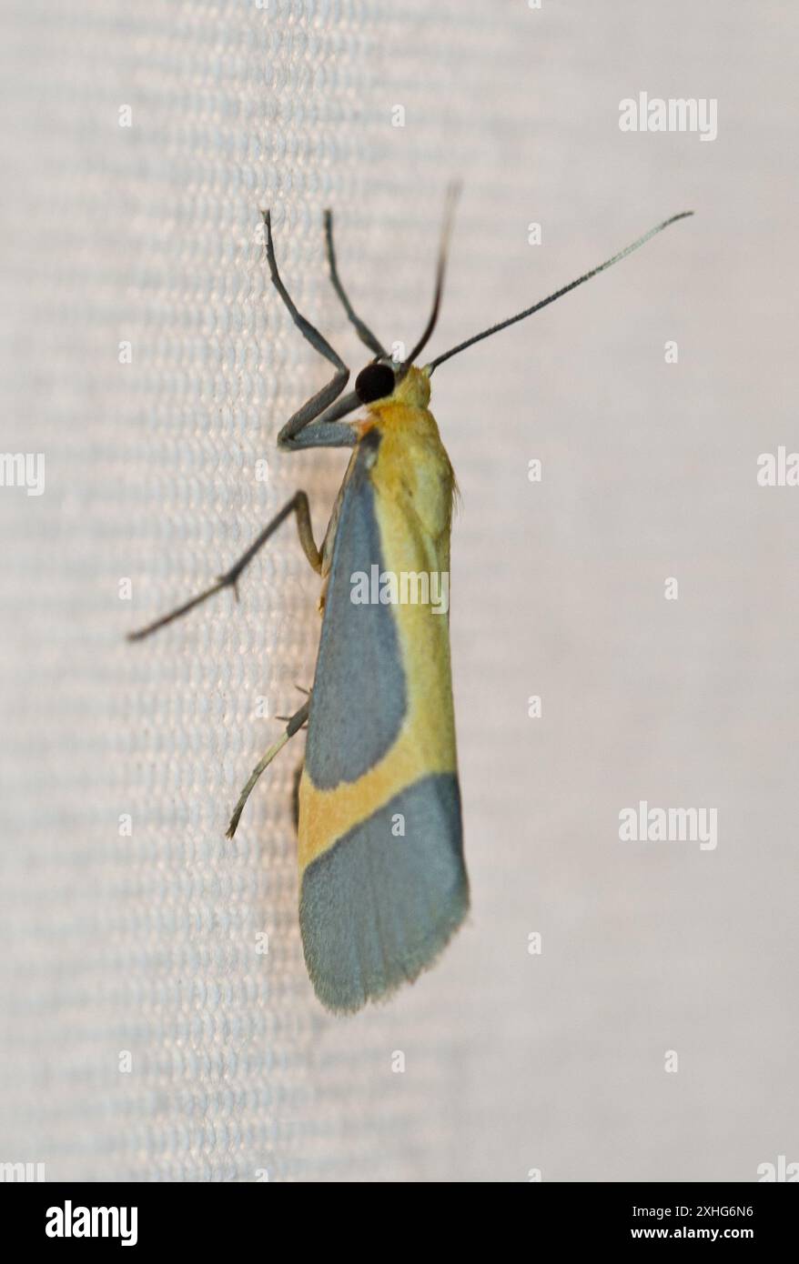 Cisthene angelus hi-res stock photography and images - Alamy