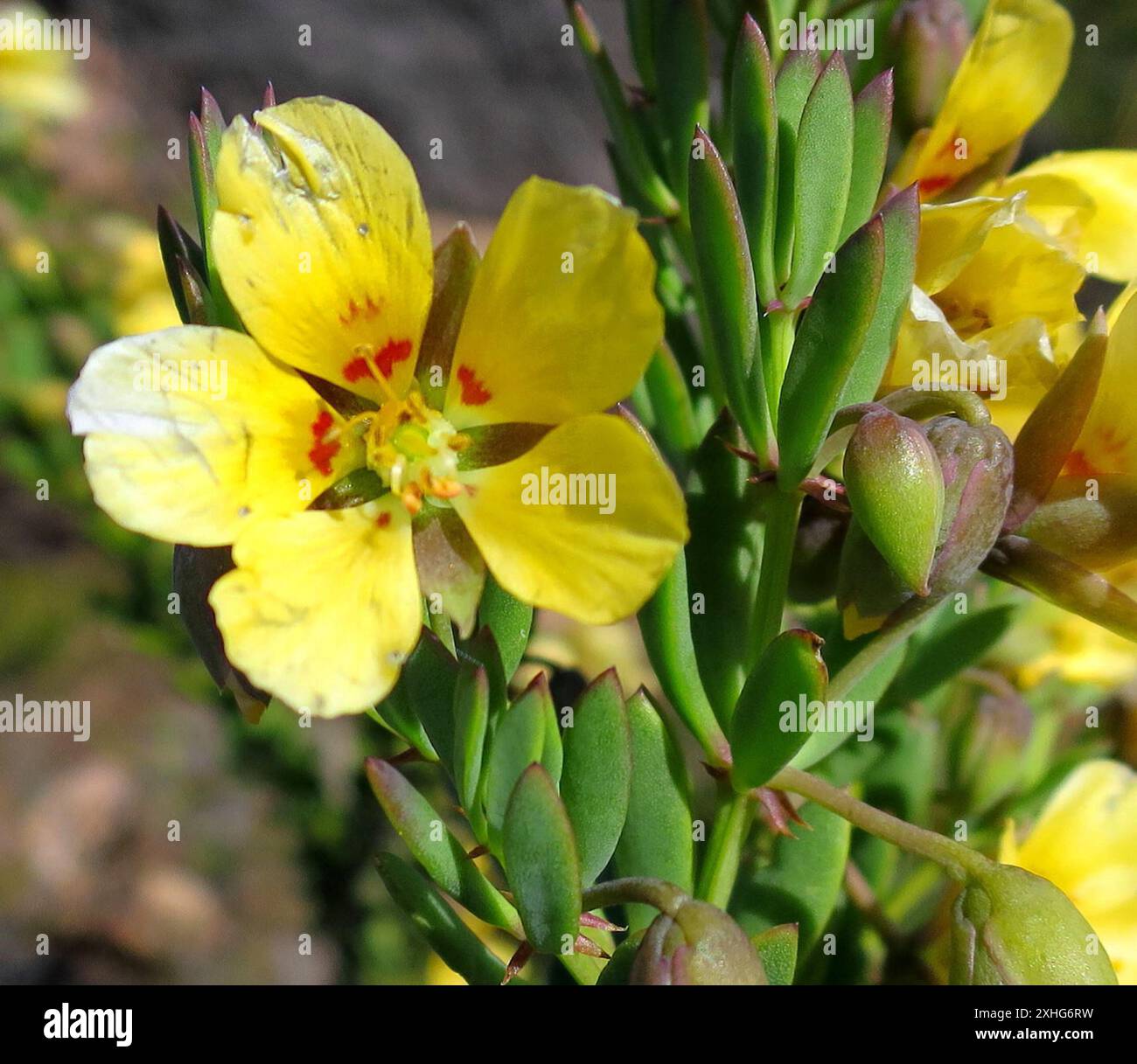Smooth Twinleaf (Roepera fulva Stock Photo - Alamy