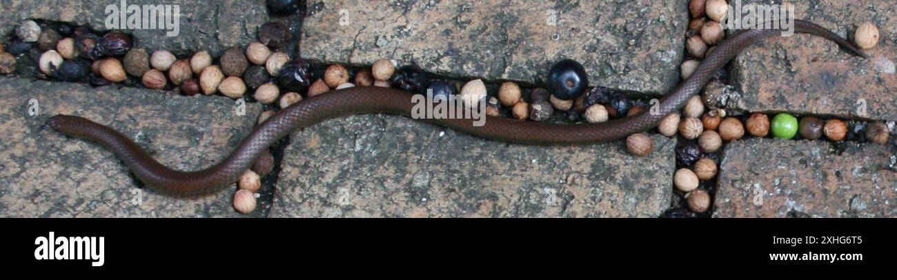 Southern Slugeater (Duberria lutrix lutrix Stock Photo - Alamy