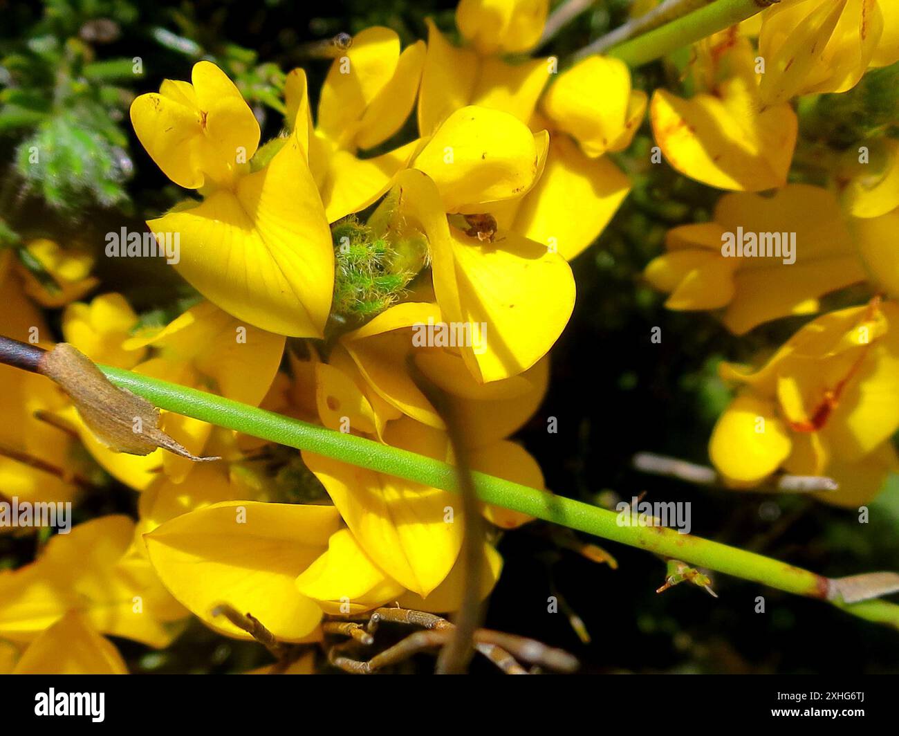 Cyclopia hi-res stock photography and images - Alamy