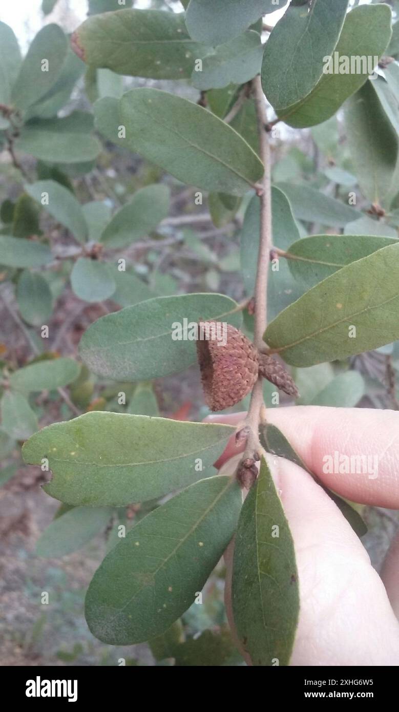 Engelmann oak (Quercus engelmannii Stock Photo - Alamy