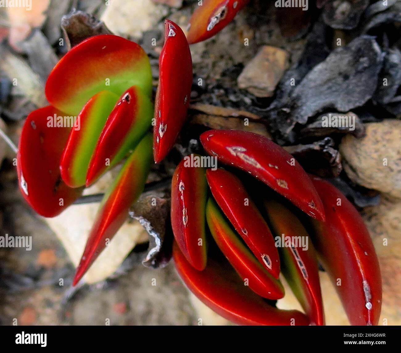 Redpurple Stonecrop (Crassula atropurpurea atropurpurea Stock Photo - Alamy