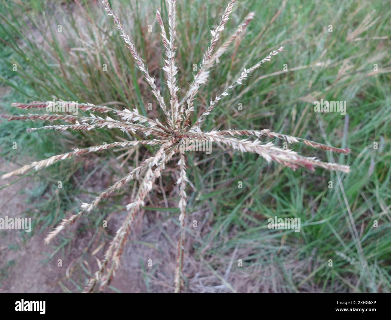 Chloris gayana hi-res stock photography and images - Alamy