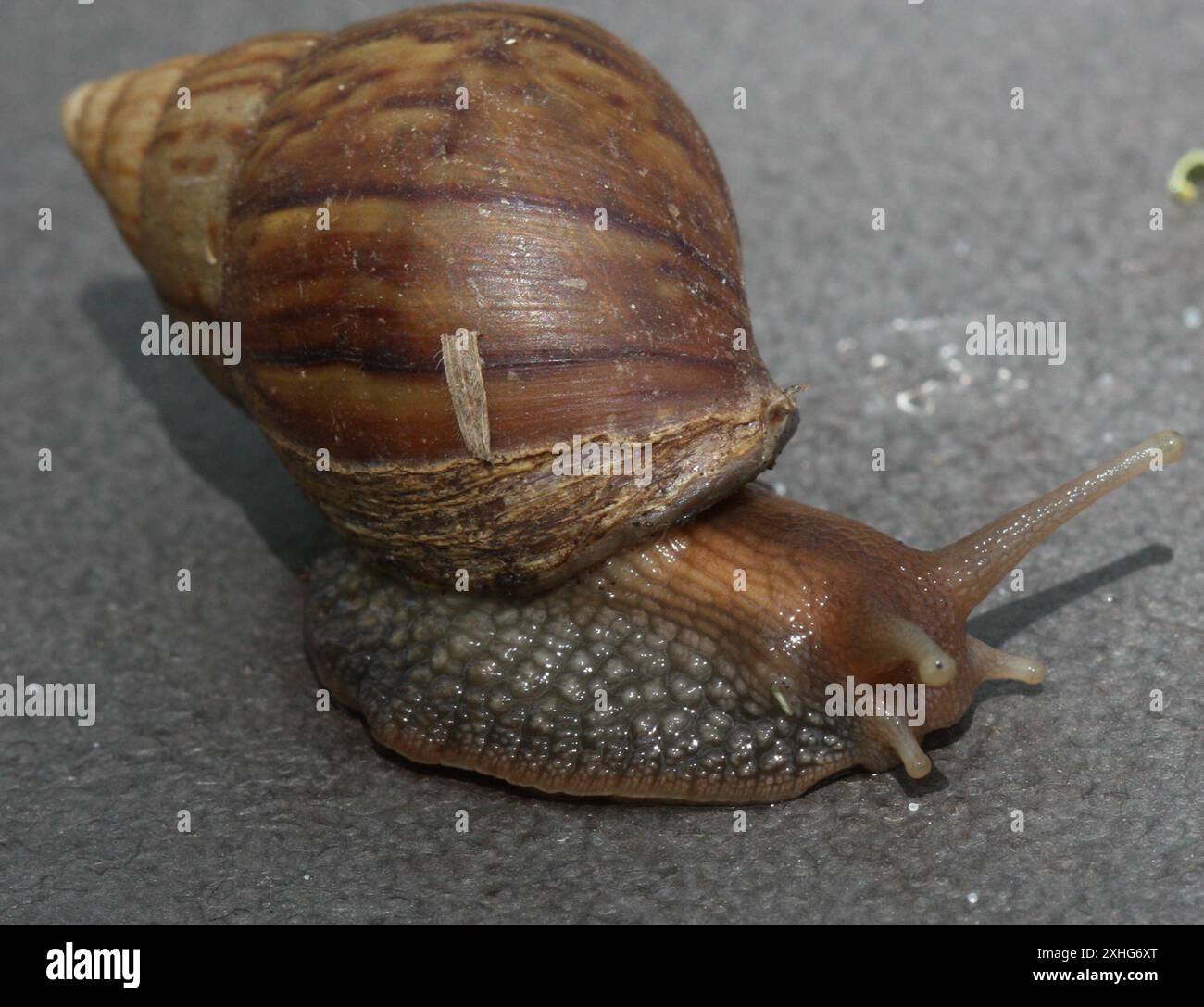 African Giant Snail (Lissachatina fulica Stock Photo - Alamy