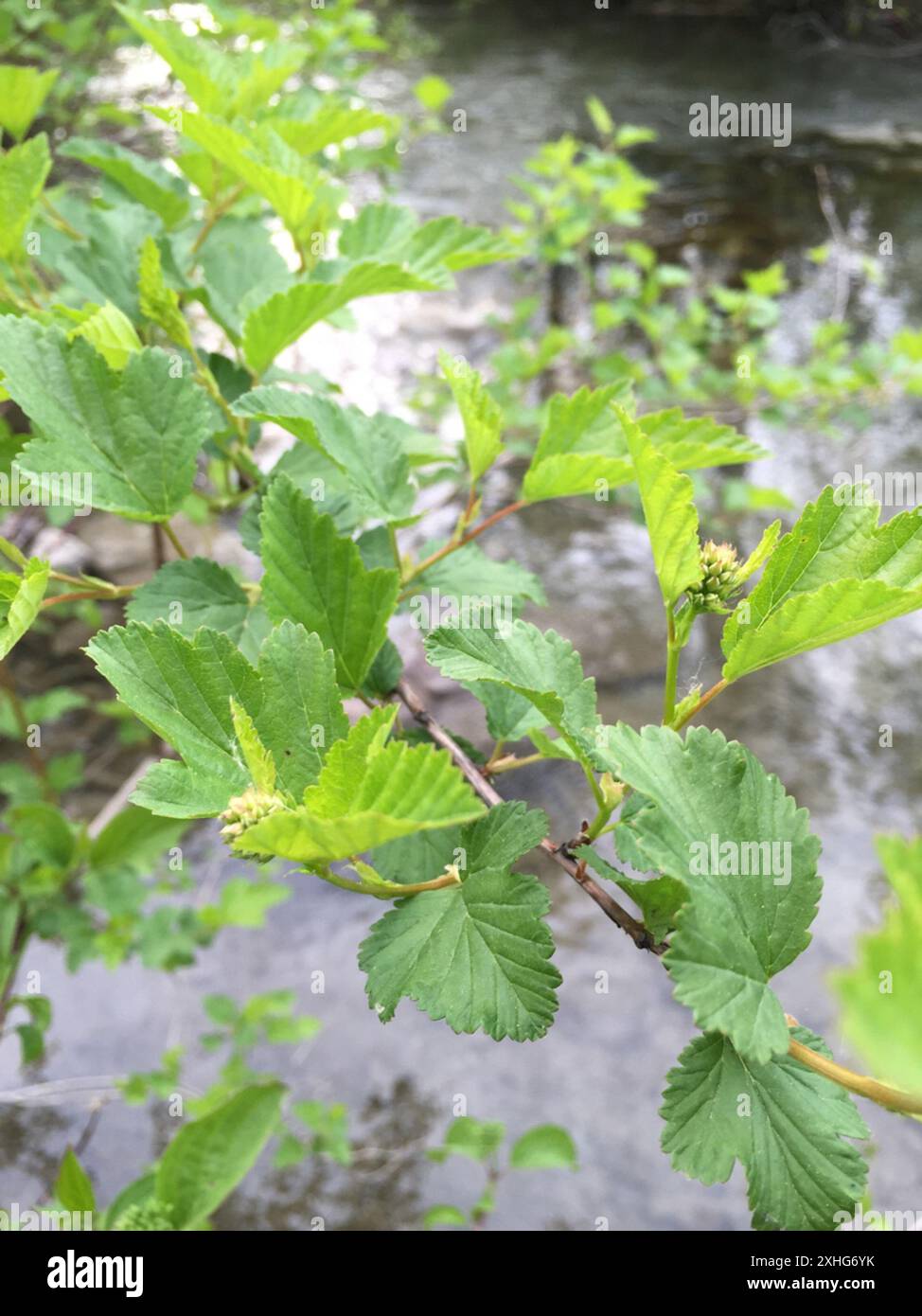 common ninebark (Physocarpus opulifolius Stock Photo - Alamy