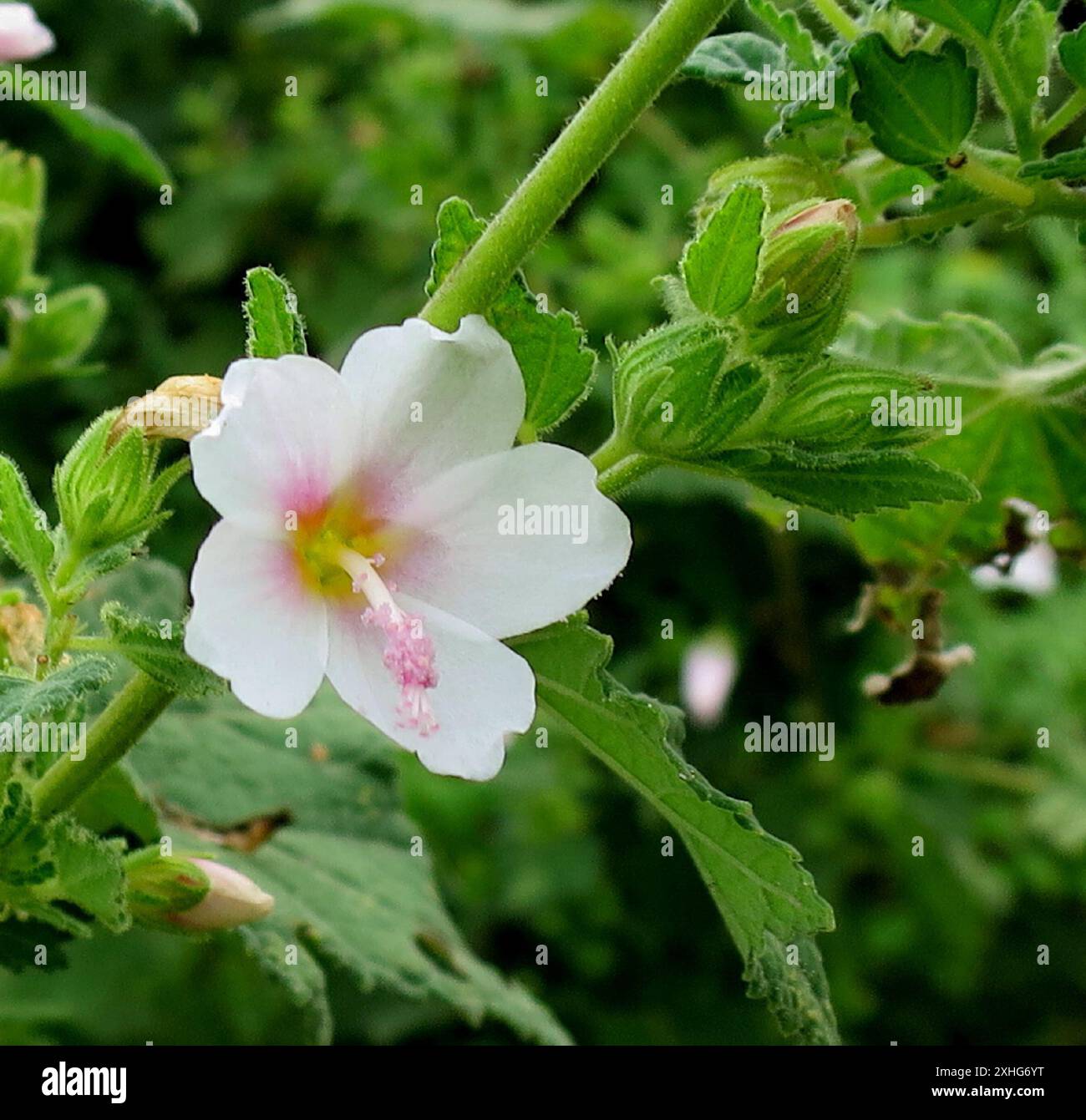 Pink Swampmallow (Pavonia columella Stock Photo - Alamy