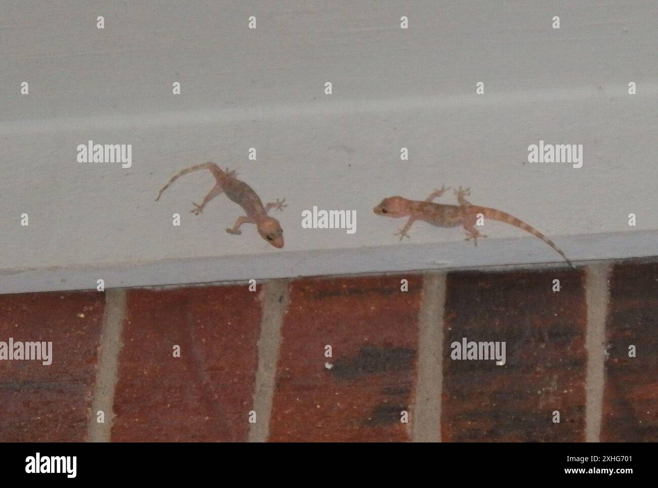 Mediterranean House Gecko (Hemidactylus turcicus Stock Photo - Alamy