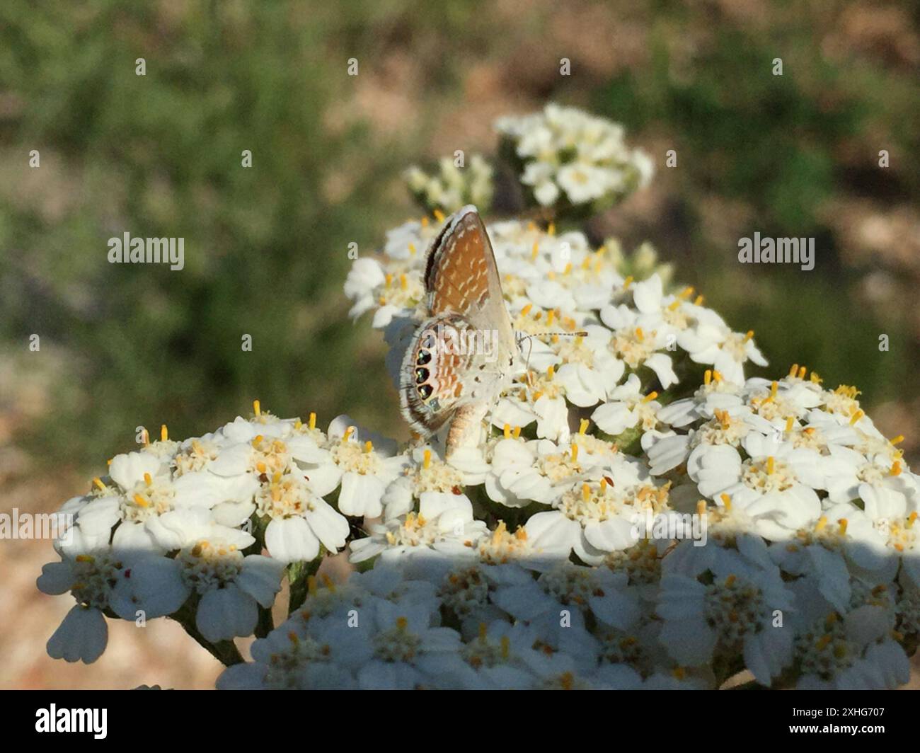 Western Pygmy-Blue (Brephidium exilis Stock Photo - Alamy