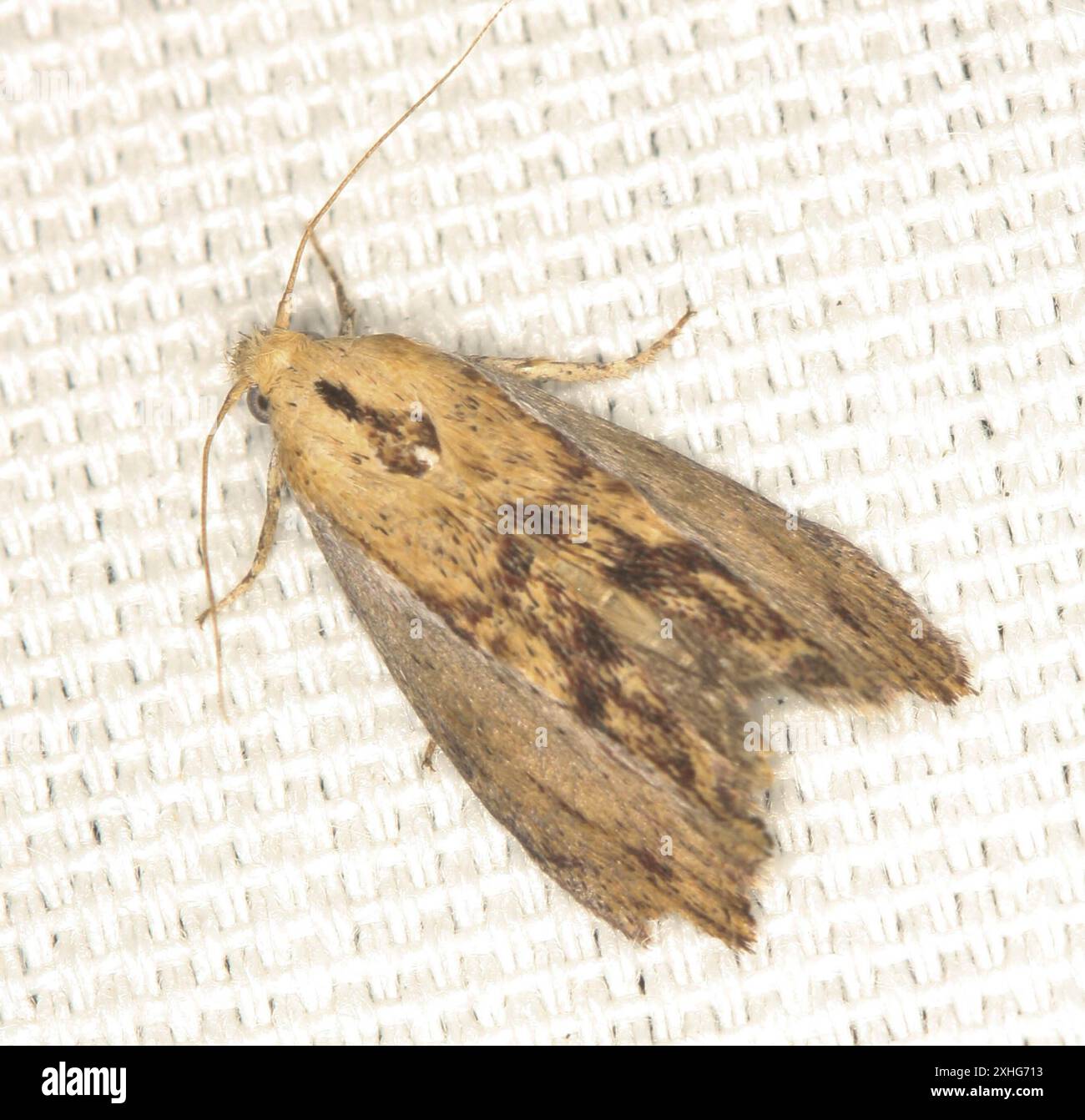 Greater Wax Moth (Galleria mellonella Stock Photo - Alamy