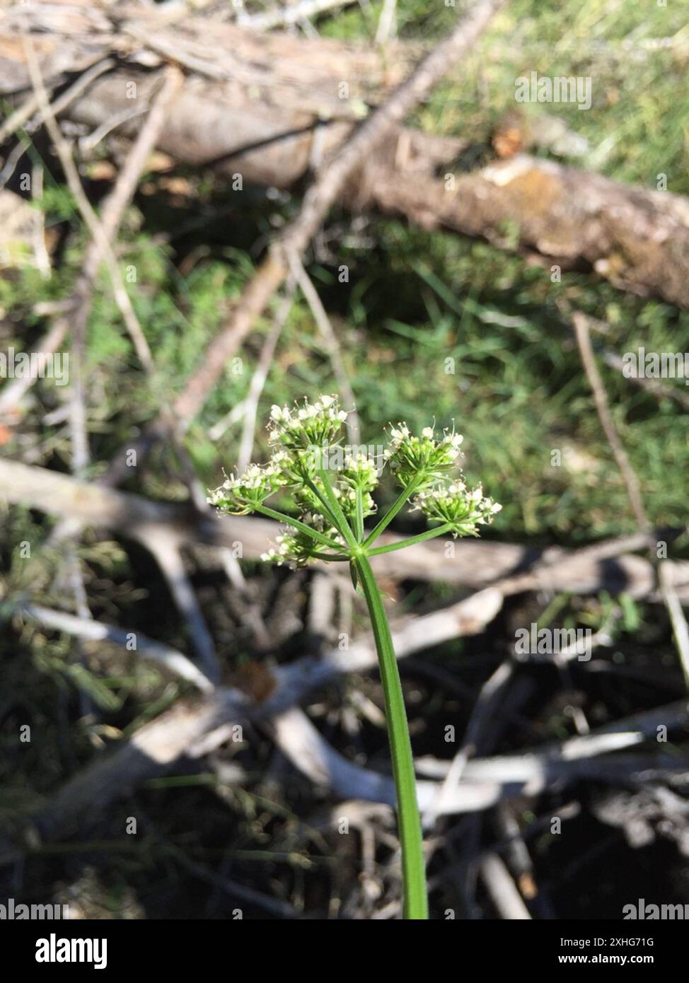 water parsley (Oenanthe sarmentosa Stock Photo - Alamy