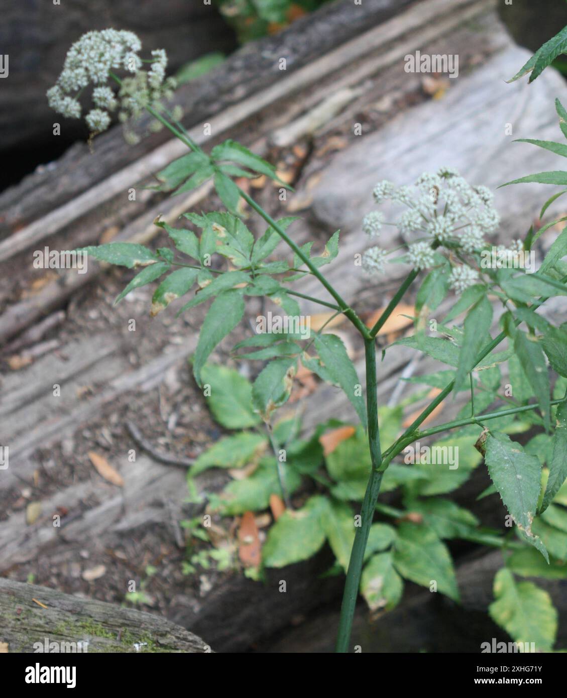 Western Water Hemlock (Cicuta douglasii Stock Photo - Alamy