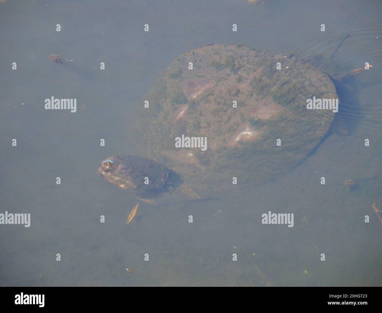 Common Snapping Turtle (Chelydra serpentina Stock Photo - Alamy