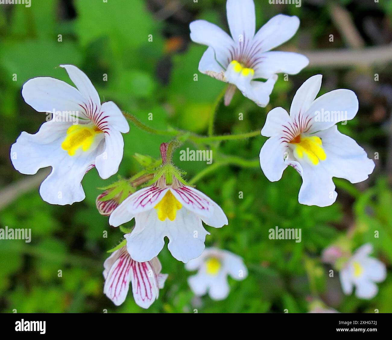 Common Lionface (Nemesia affinis Stock Photo - Alamy