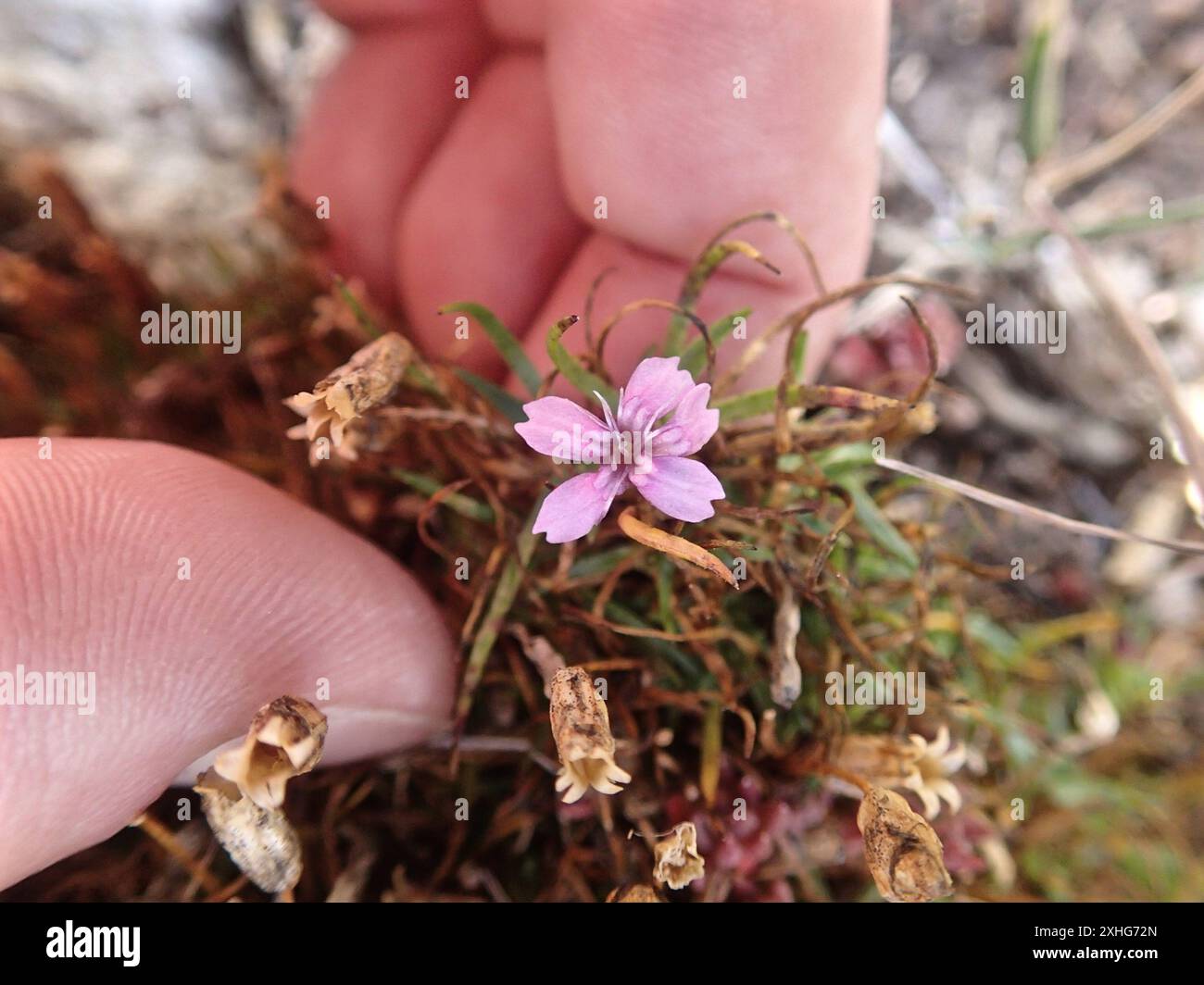 Moss Campion (Silene acaulis Stock Photo - Alamy