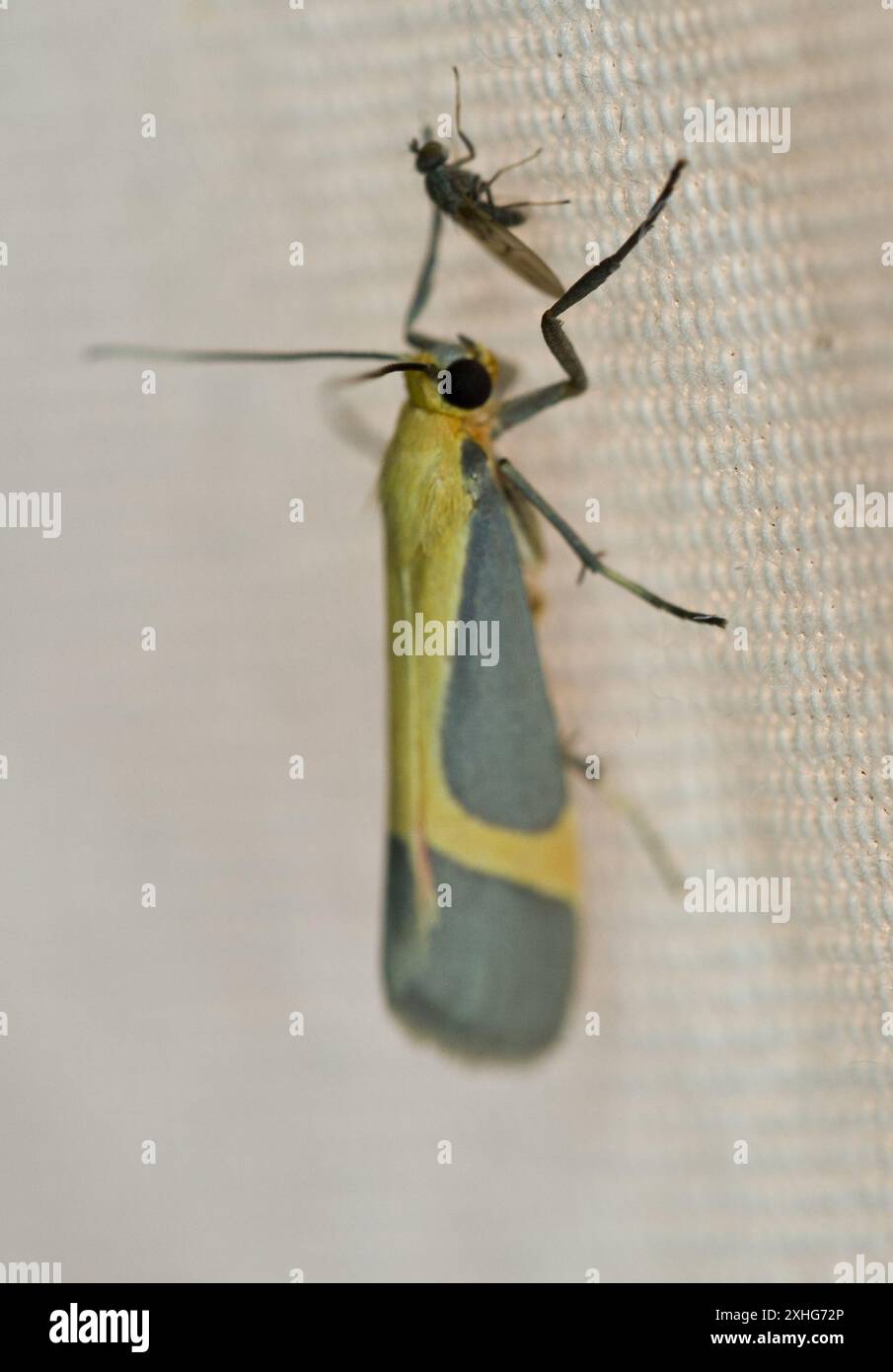 Cisthene angelus hi-res stock photography and images - Alamy