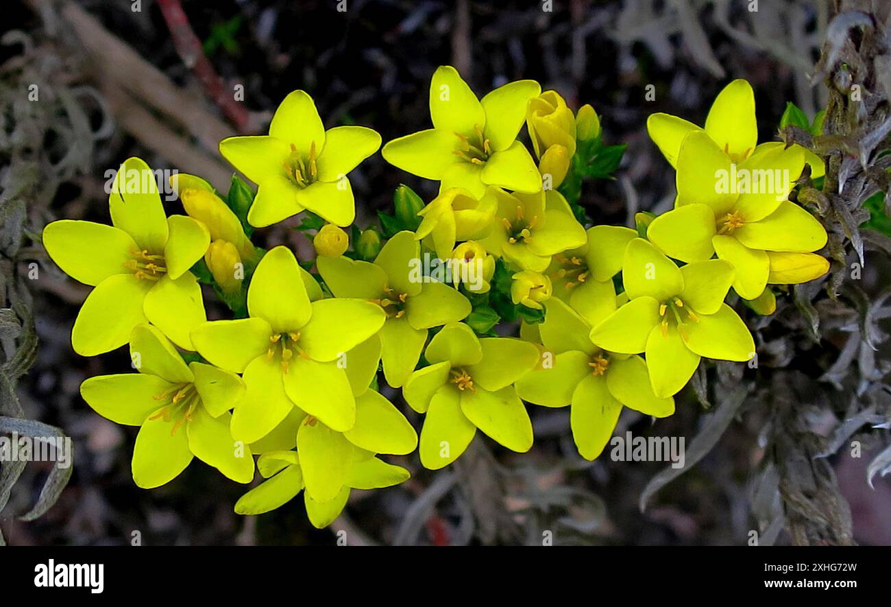 Sebaea hi-res stock photography and images - Alamy