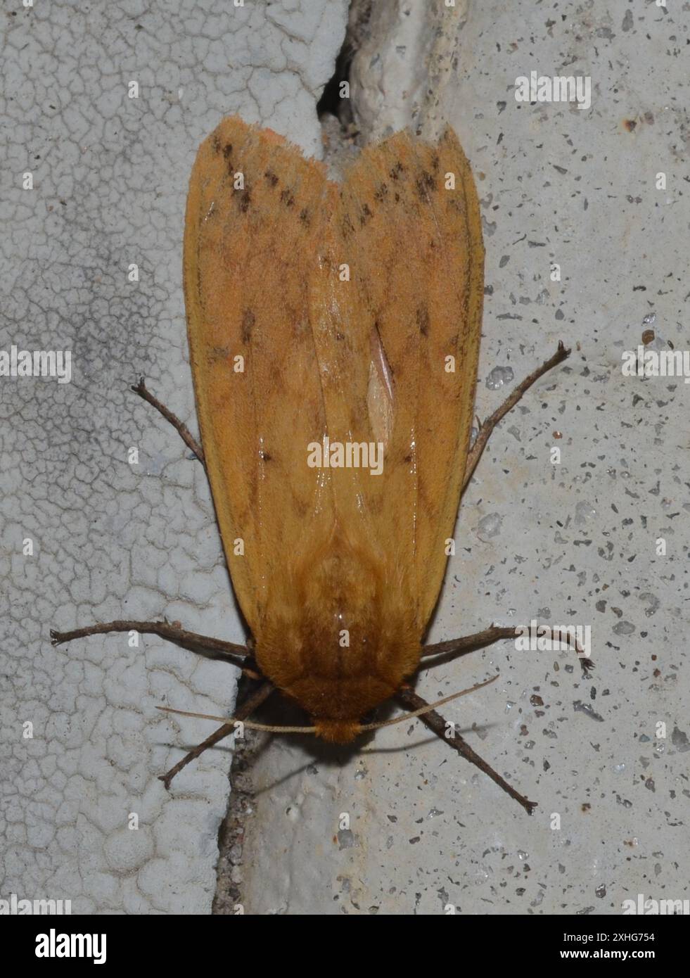 Isabella Tiger Moth (Pyrrharctia isabella Stock Photo - Alamy