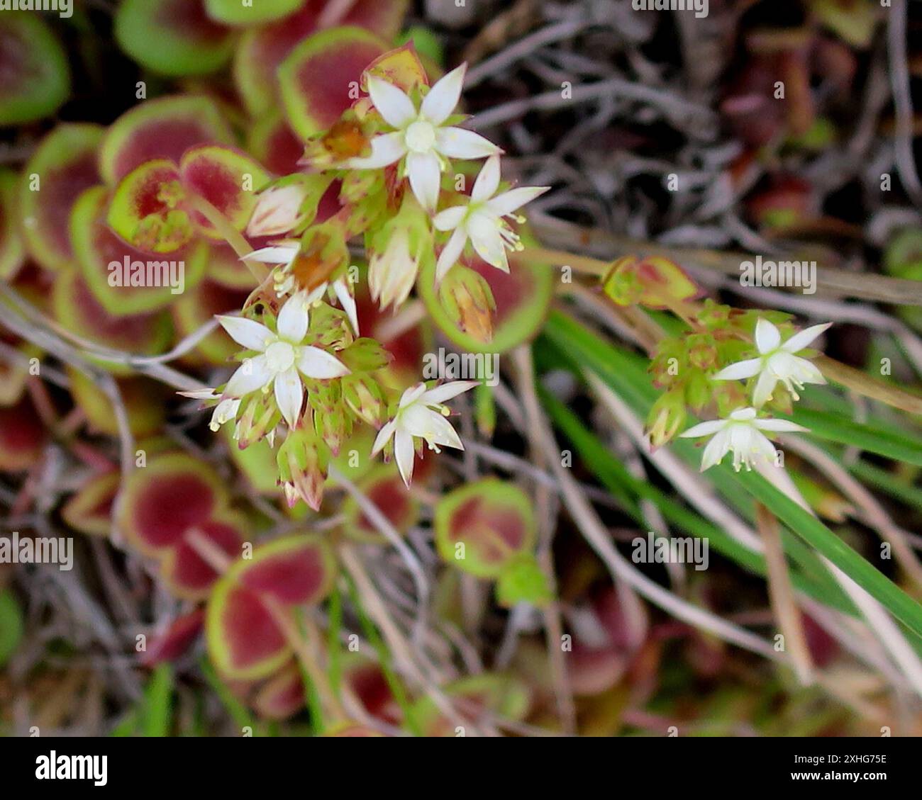 (Crassula pellucida marginalis Stock Photo - Alamy