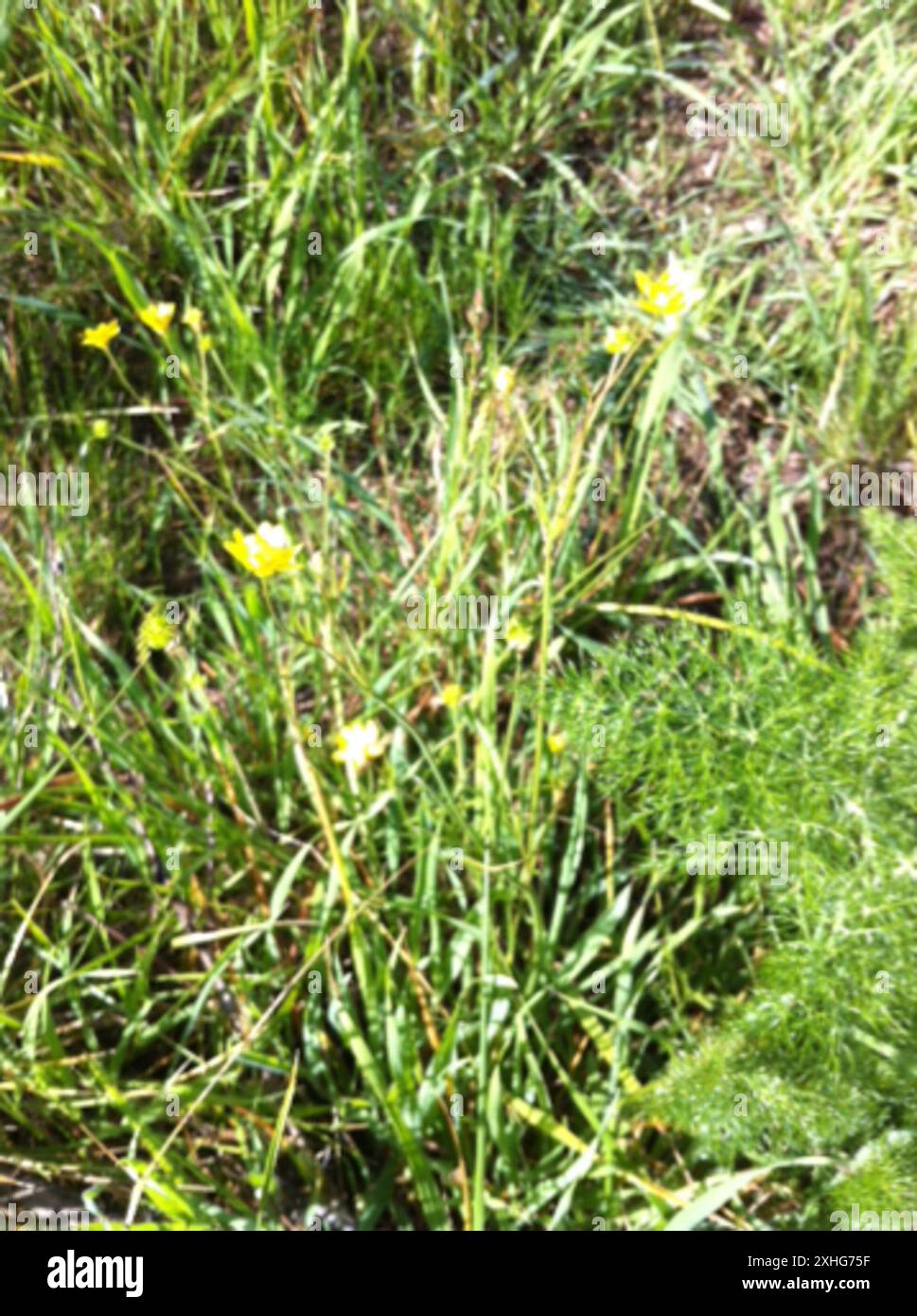 California buttercup (Ranunculus californicus Stock Photo - Alamy