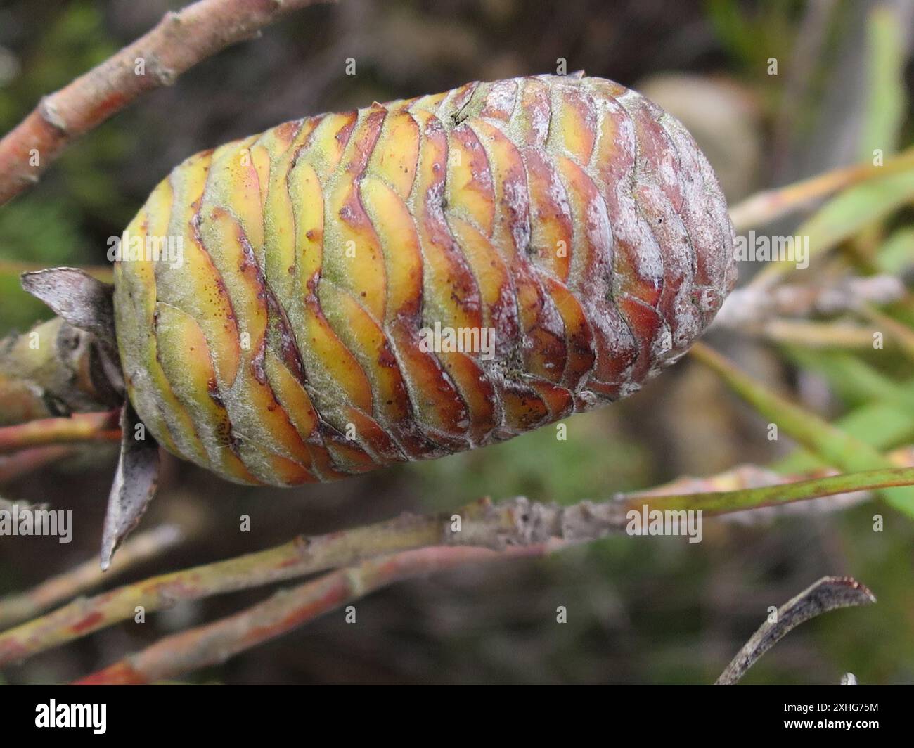 Gumleaf Conebush (Leucadendron eucalyptifolium Stock Photo - Alamy