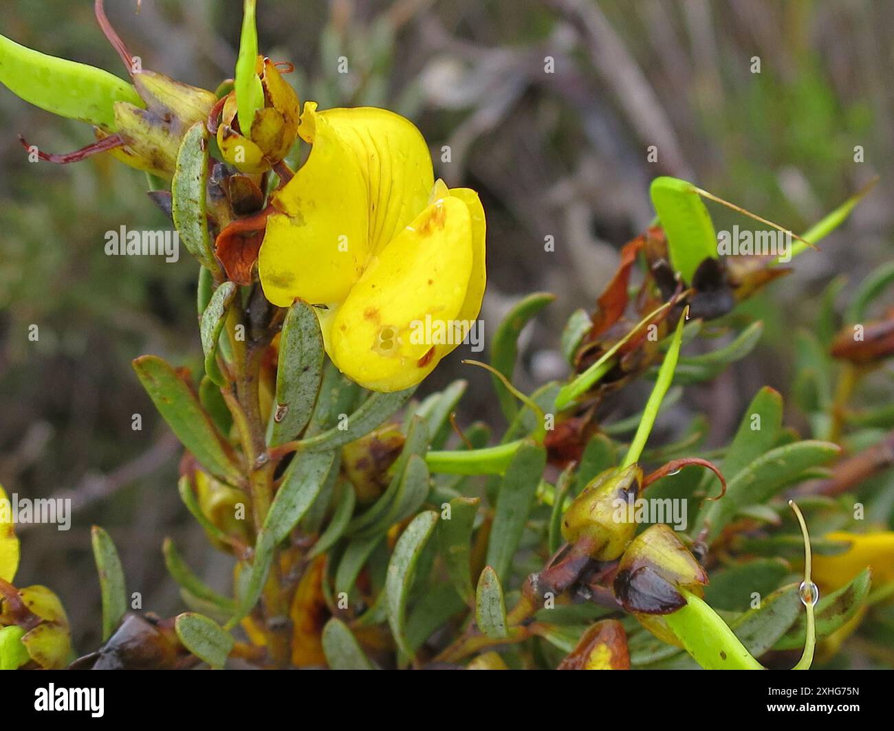 Mountain Honeybush (Cyclopia intermedia Stock Photo - Alamy