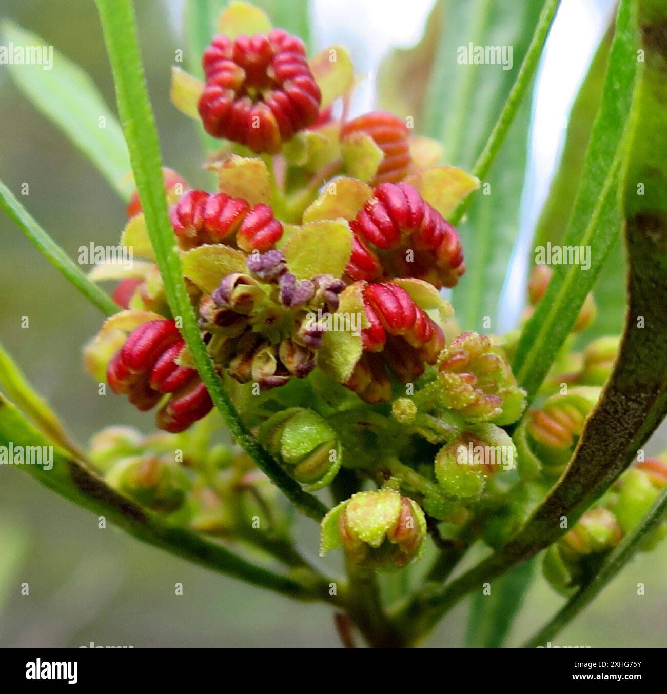 Dodonaea angustifolia hi-res stock photography and images - Alamy