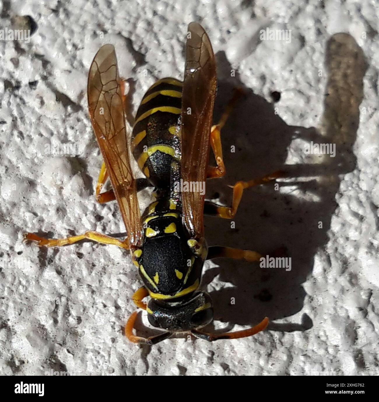 European Paper Wasp (Polistes dominula Stock Photo - Alamy