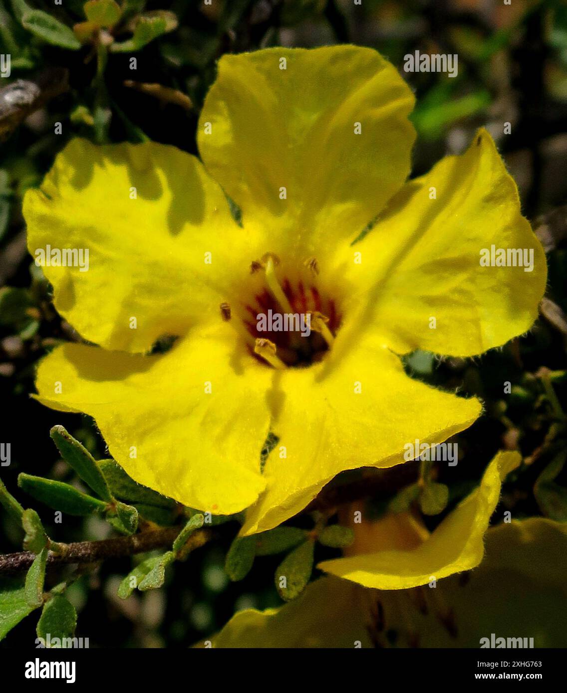 Karoo rhigozum hi-res stock photography and images - Alamy