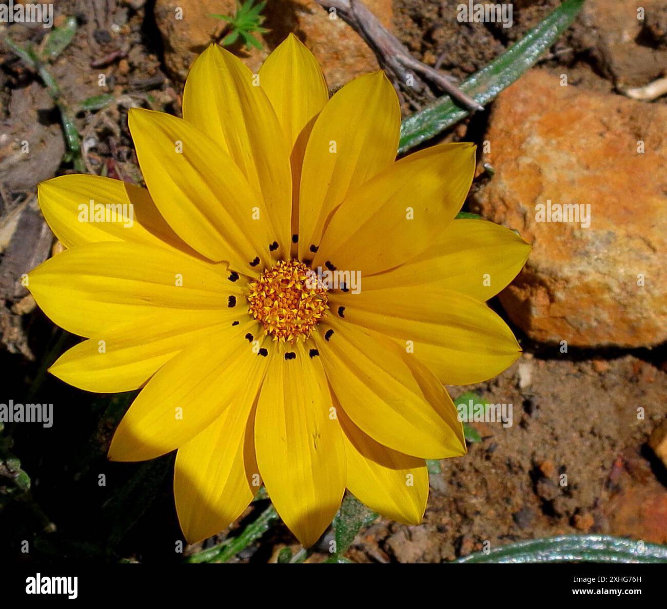 Butter Flower (Gazania krebsiana krebsiana Stock Photo - Alamy