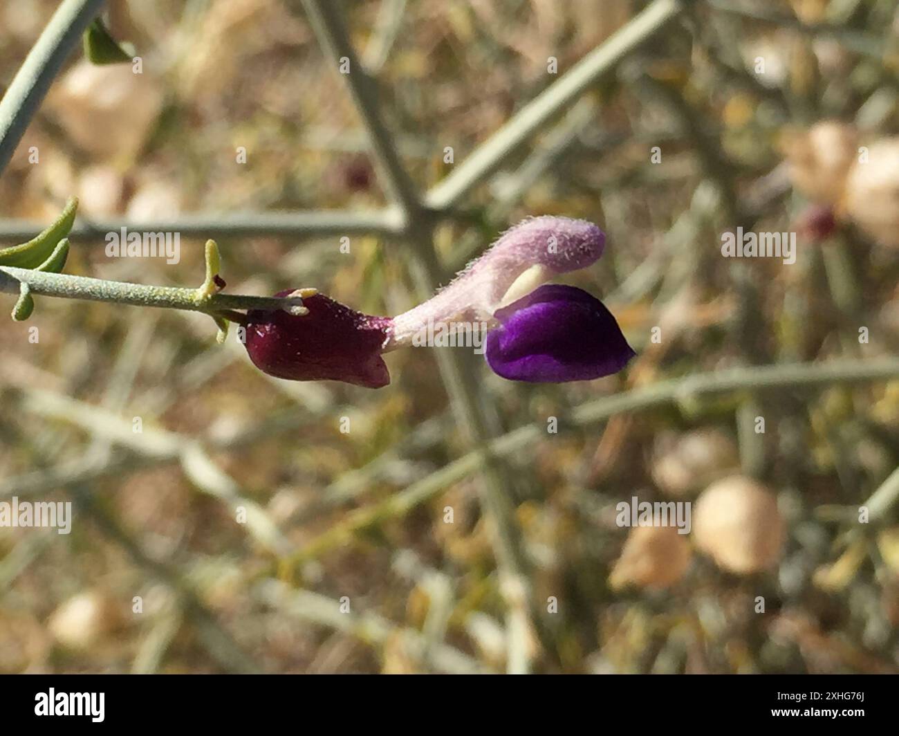 Paperbag Bush (Scutellaria mexicana Stock Photo - Alamy