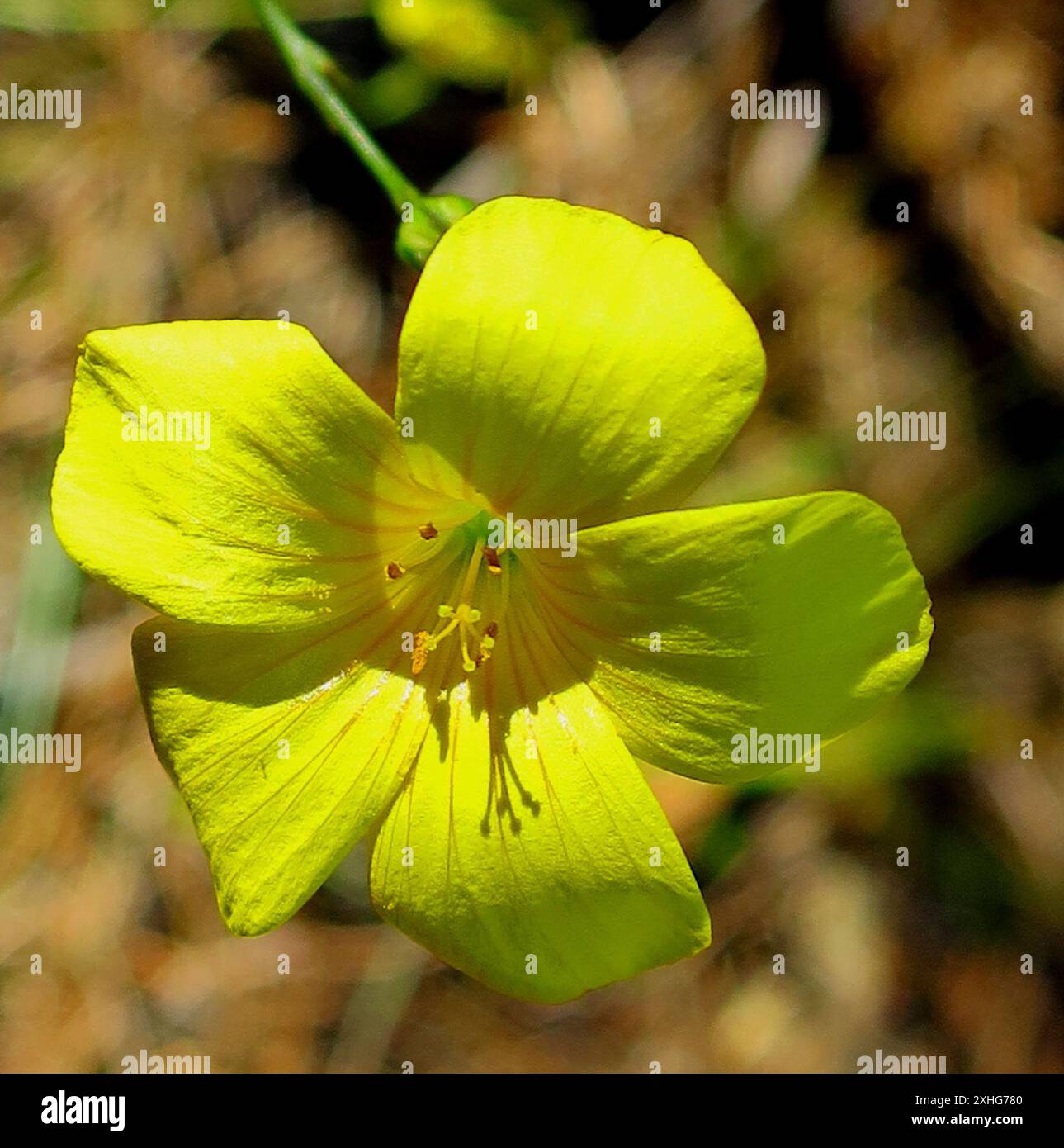 Half-mast Flax (Linum africanum Stock Photo - Alamy