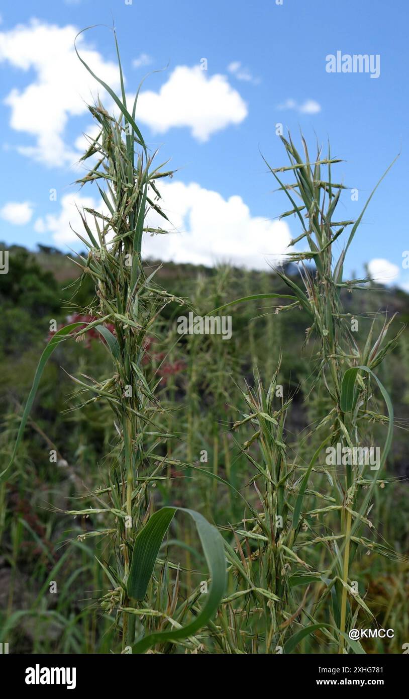 Turpentine grass hi-res stock photography and images - Alamy