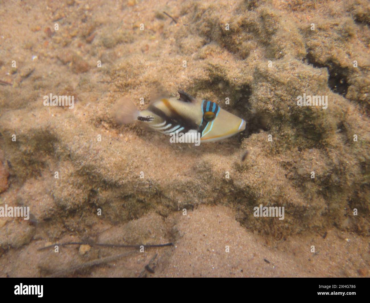 Lagoon Triggerfish (Rhinecanthus aculeatus Stock Photo - Alamy