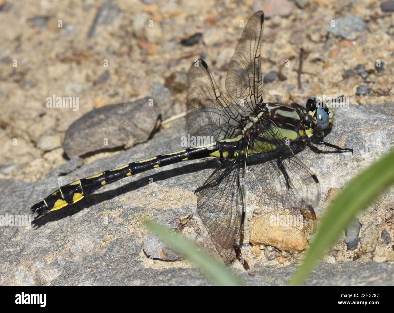 Pacific Clubtail (Phanogomphus kurilis Stock Photo - Alamy