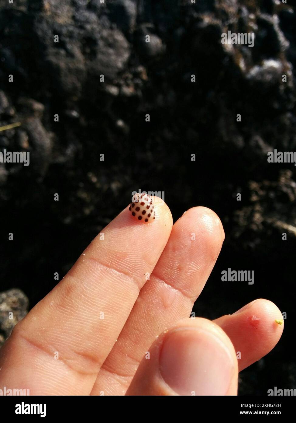 Grape Drupe (Morula uva Stock Photo - Alamy