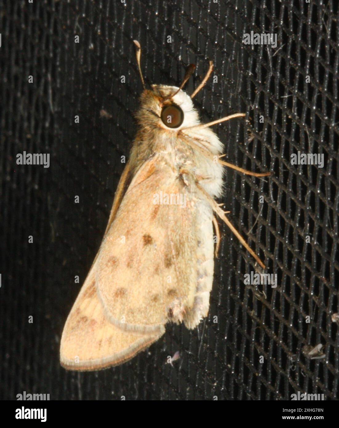 Fiery Skipper (Hylephila phyleus Stock Photo - Alamy