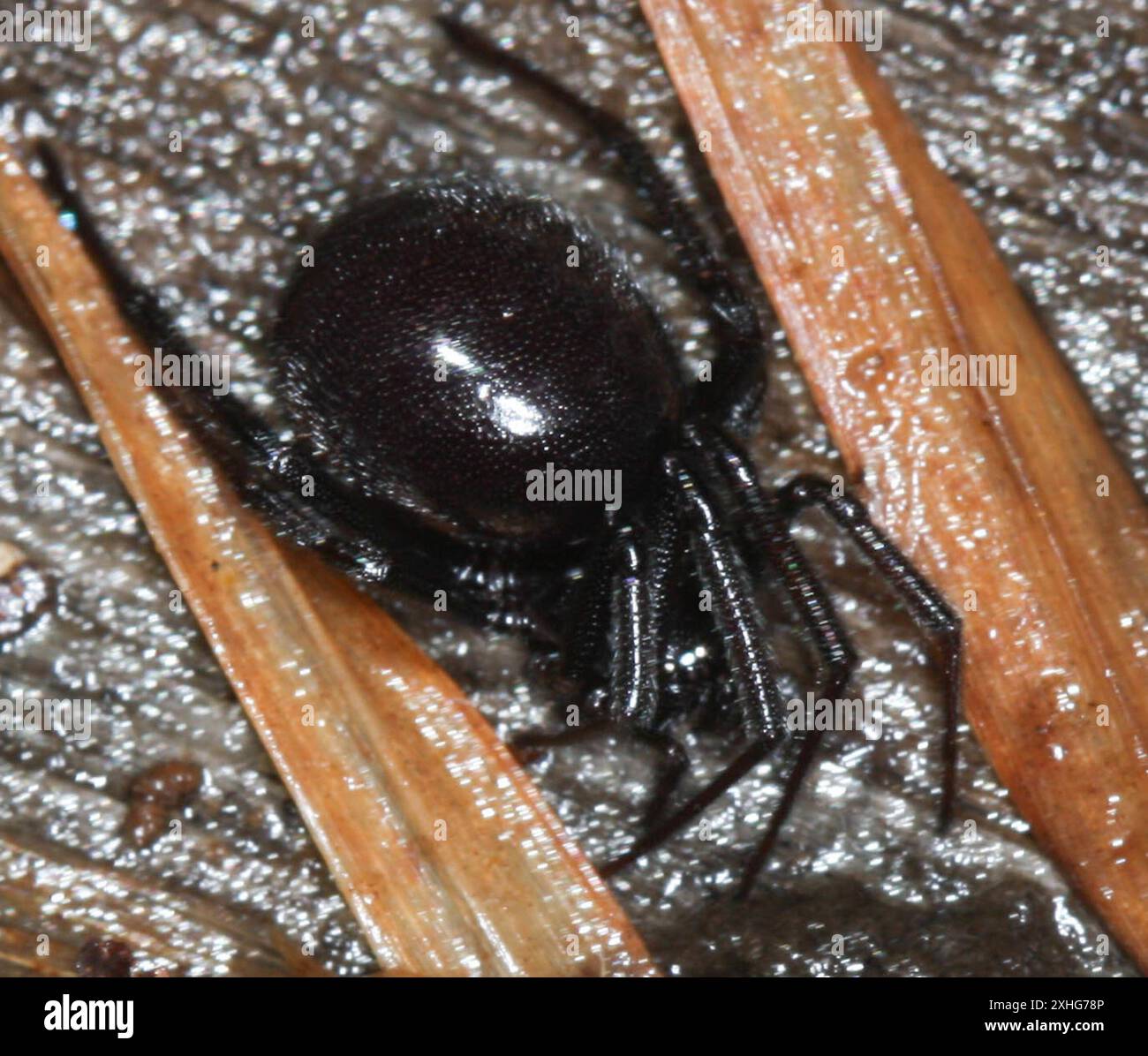 Comb-footed Spiders (Theridiidae Stock Photo - Alamy