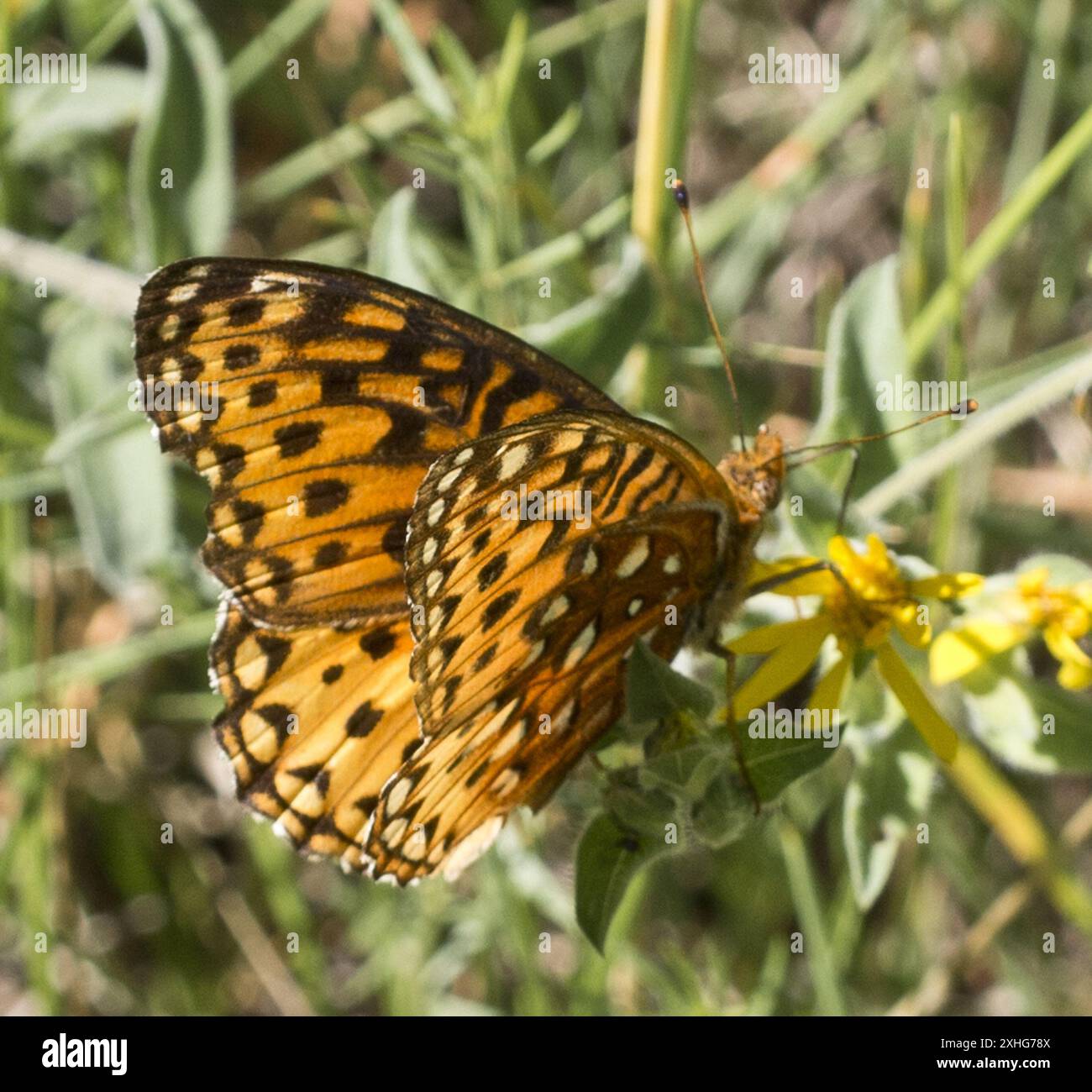 Northwestern fritillary hi-res stock photography and images - Alamy