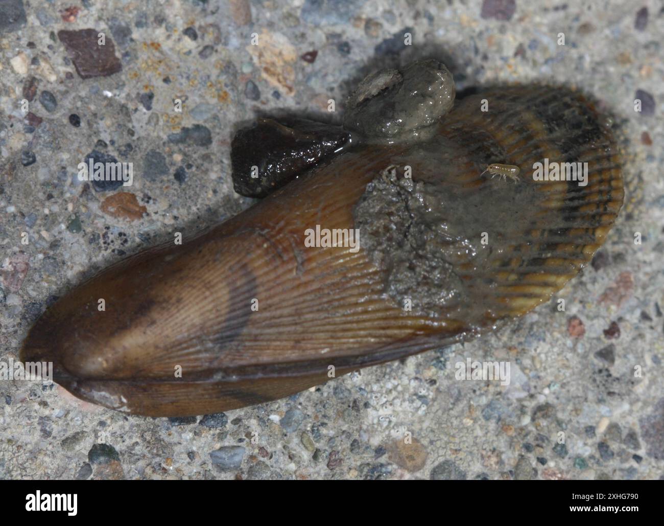 Atlantic Ribbed Mussel (Geukensia demissa Stock Photo - Alamy