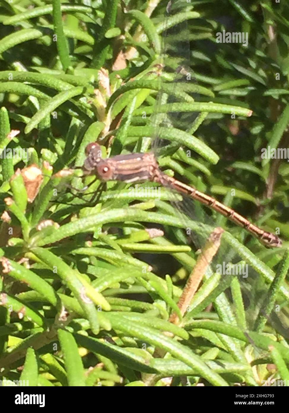 Black Spreadwing (Lestes stultus Stock Photo - Alamy