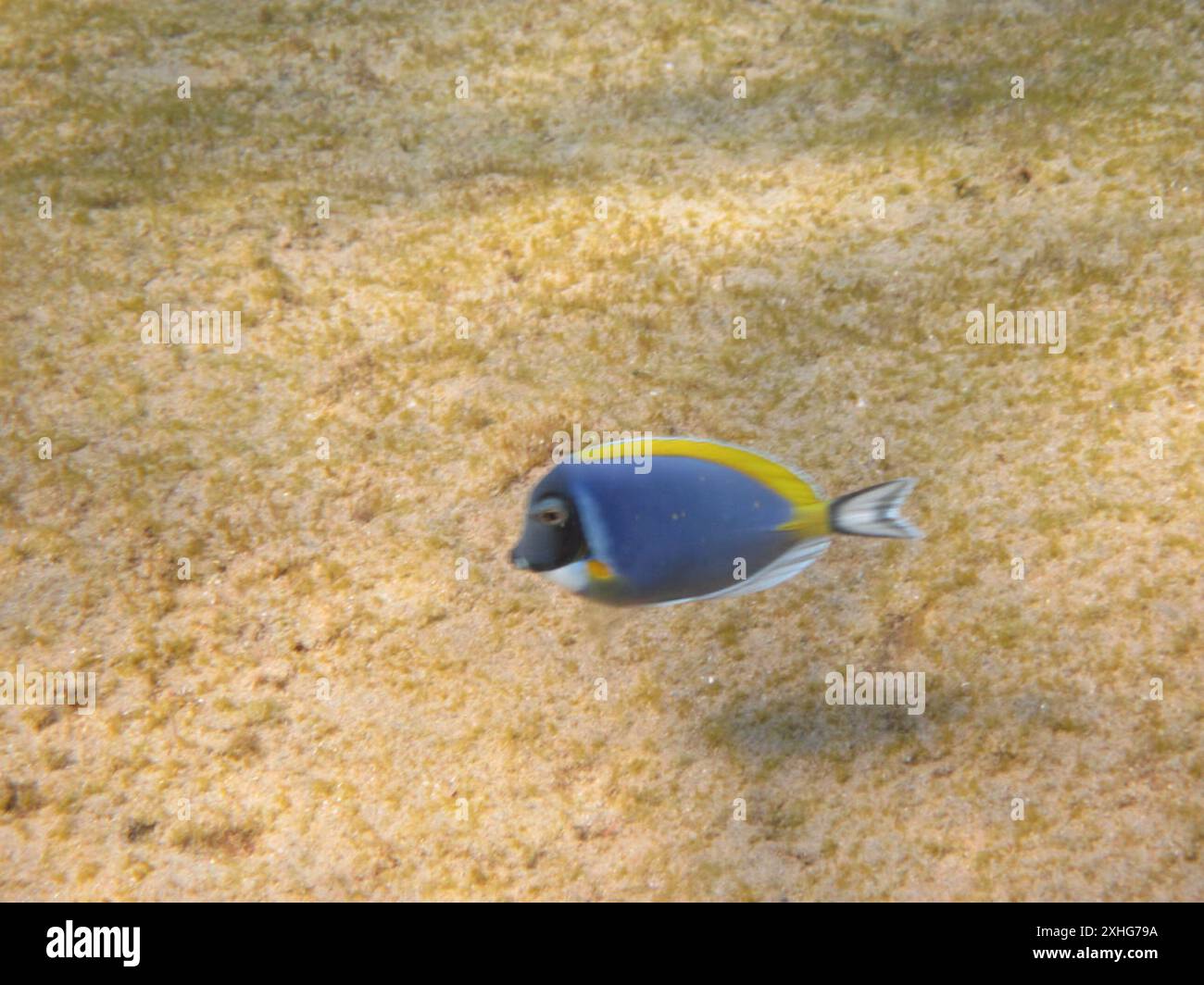 Powder Blue Tang (Acanthurus leucosternon Stock Photo - Alamy