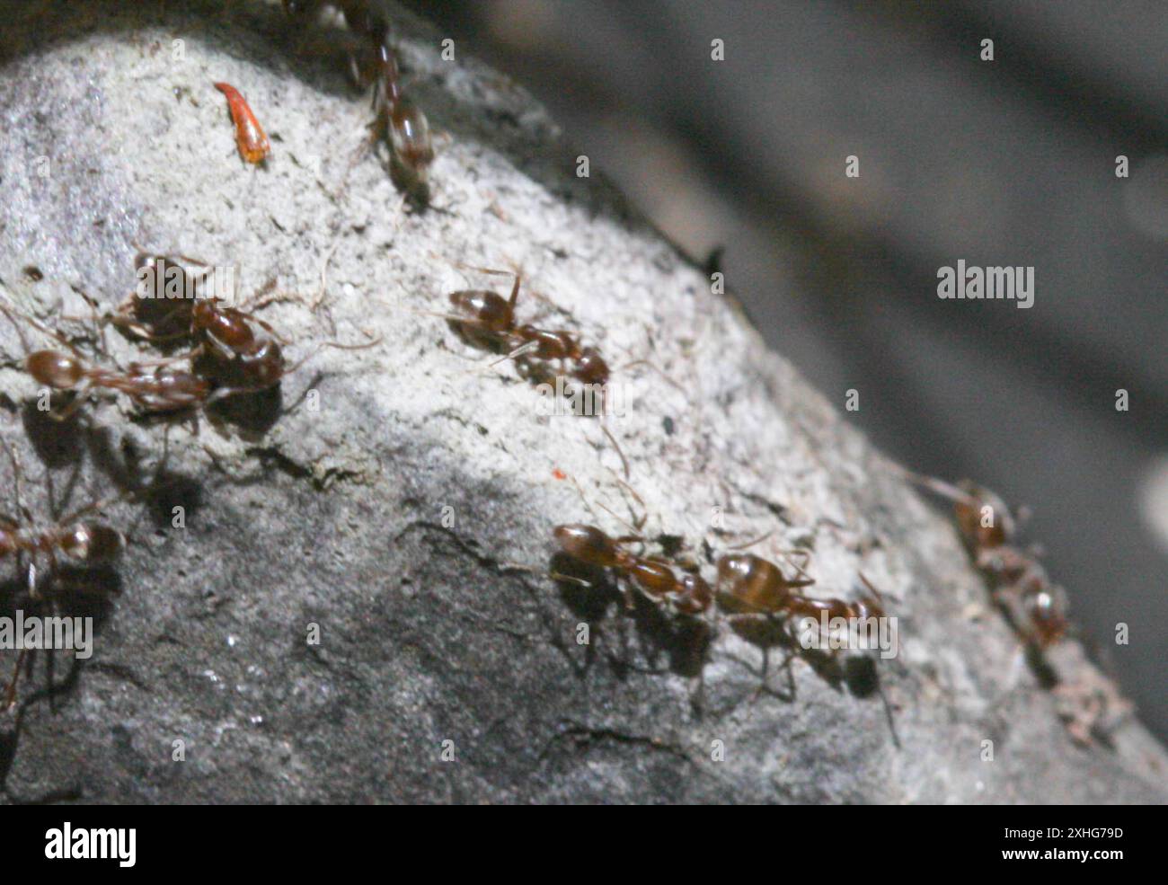 Argentine ant linepithema humile hi-res stock photography and images ...