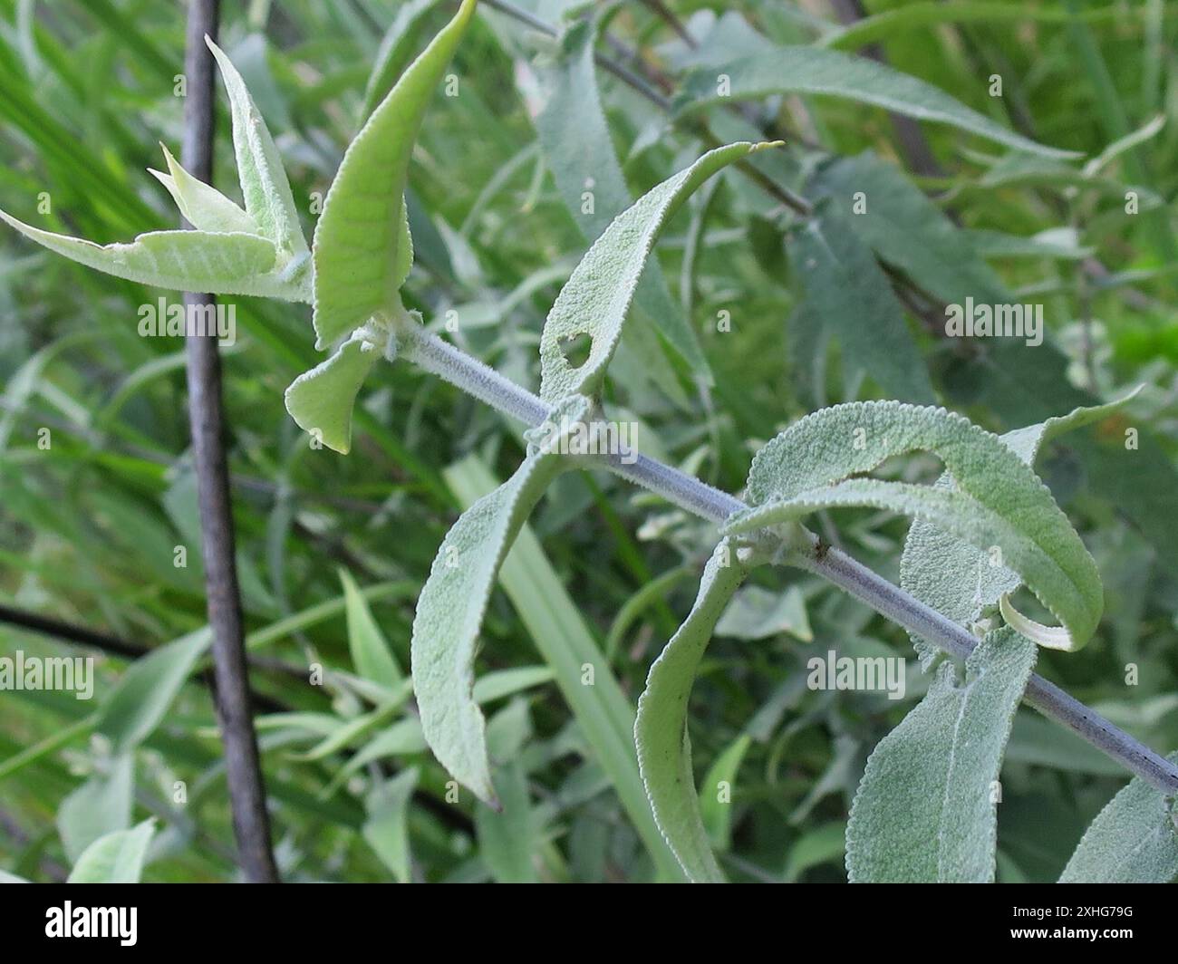 Sagewood (Buddleja salviifolia Stock Photo - Alamy