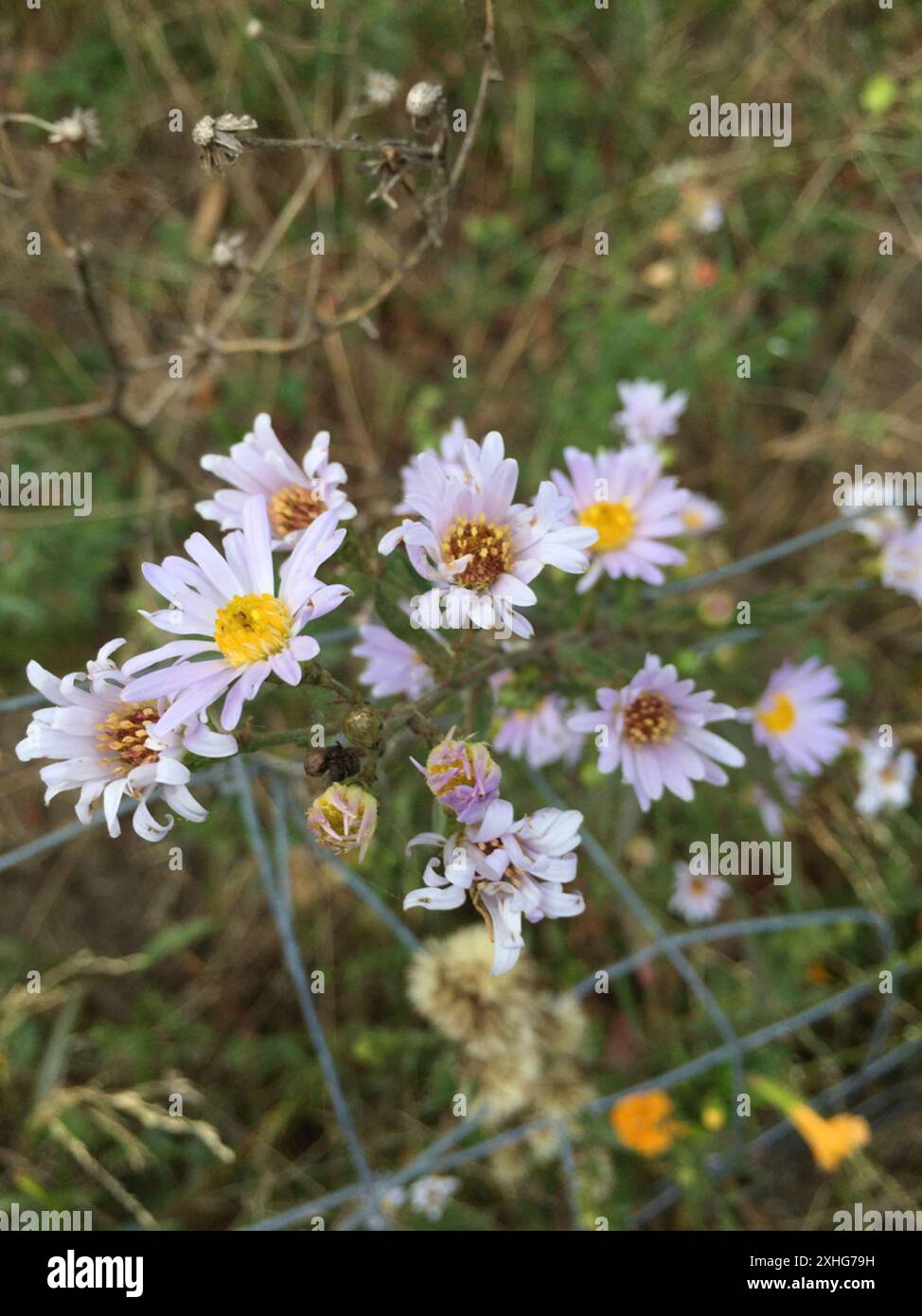 Pacific Aster (Symphyotrichum chilense Stock Photo - Alamy