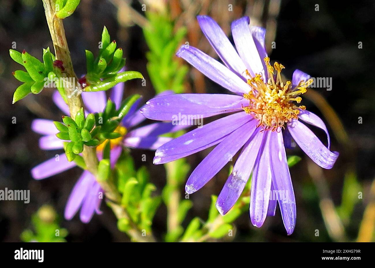 Common Fine Felicia (Felicia filifolia filifolia Stock Photo - Alamy